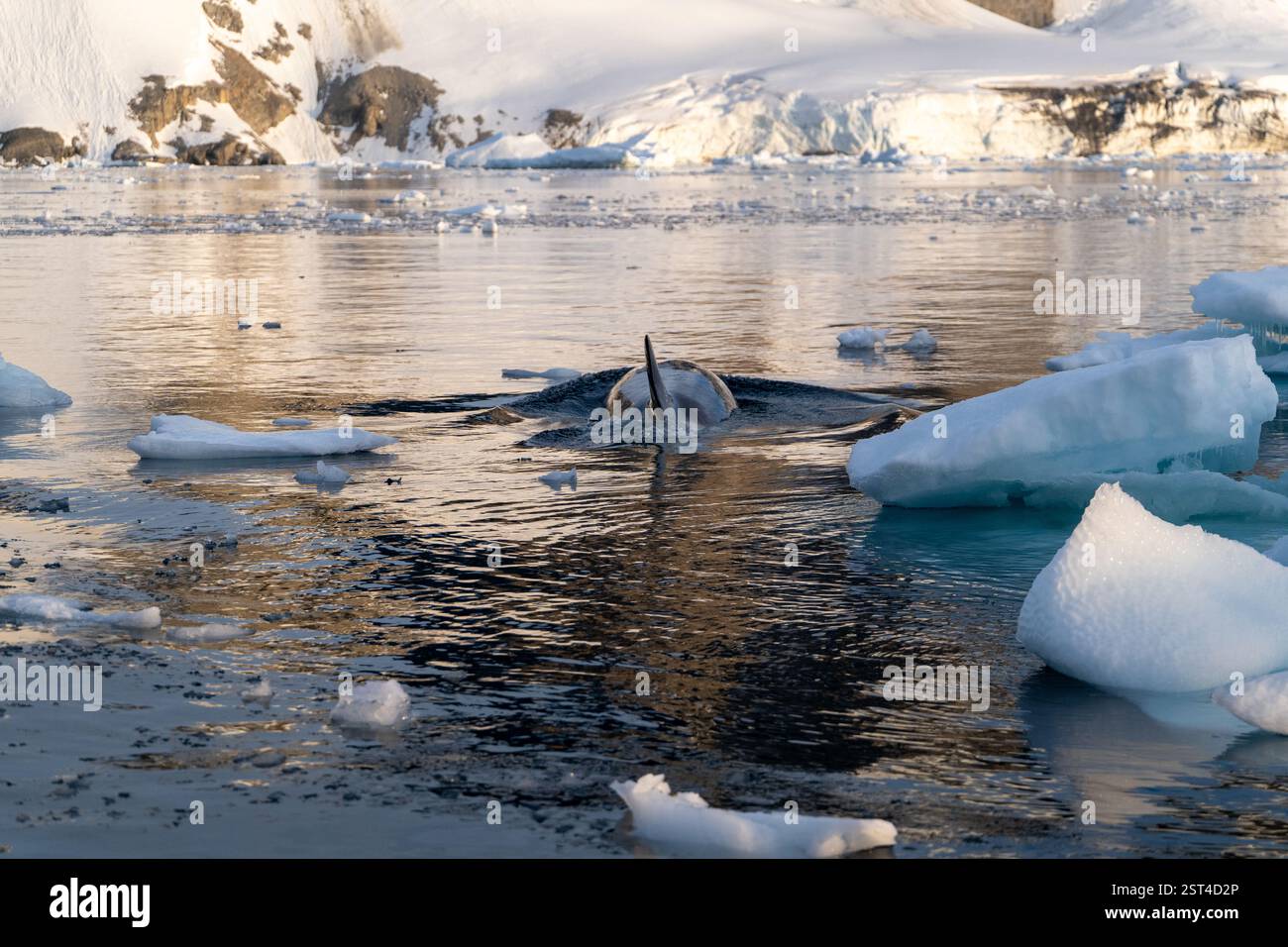 Orca's back in the ocean. Killer whale in the wild nature. Antar Stock ...