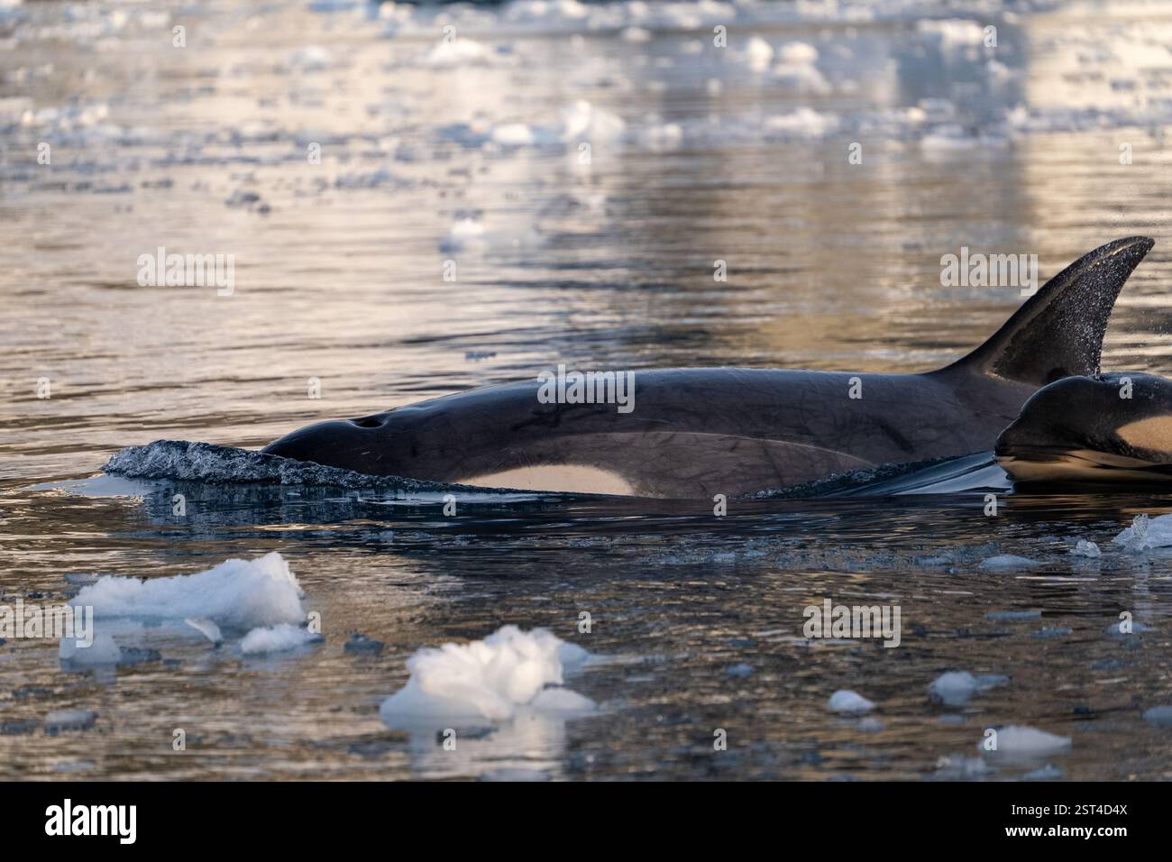 Orca's back in the ocean. Killer whale in the wild nature. Antar Stock ...