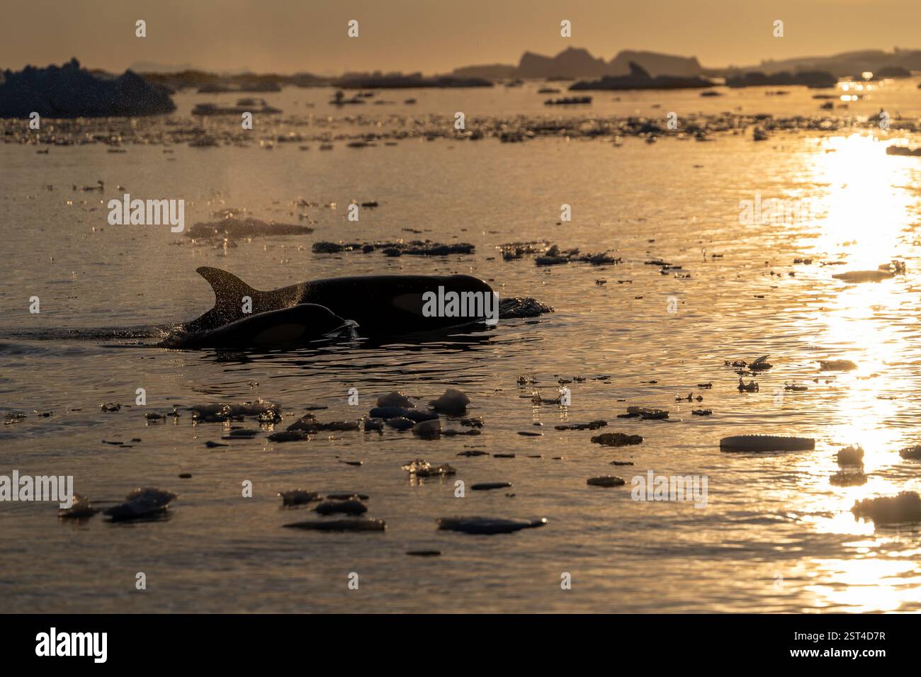 Orca's back in the ocean. Killer whale in the wild nature. Antar Stock ...