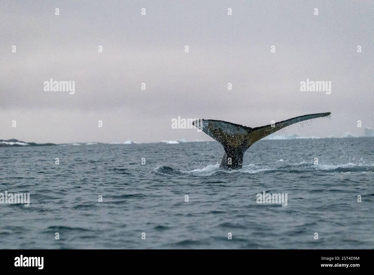 Humpback whale's tail. Whales in Antarctica Stock Photo - Alamy