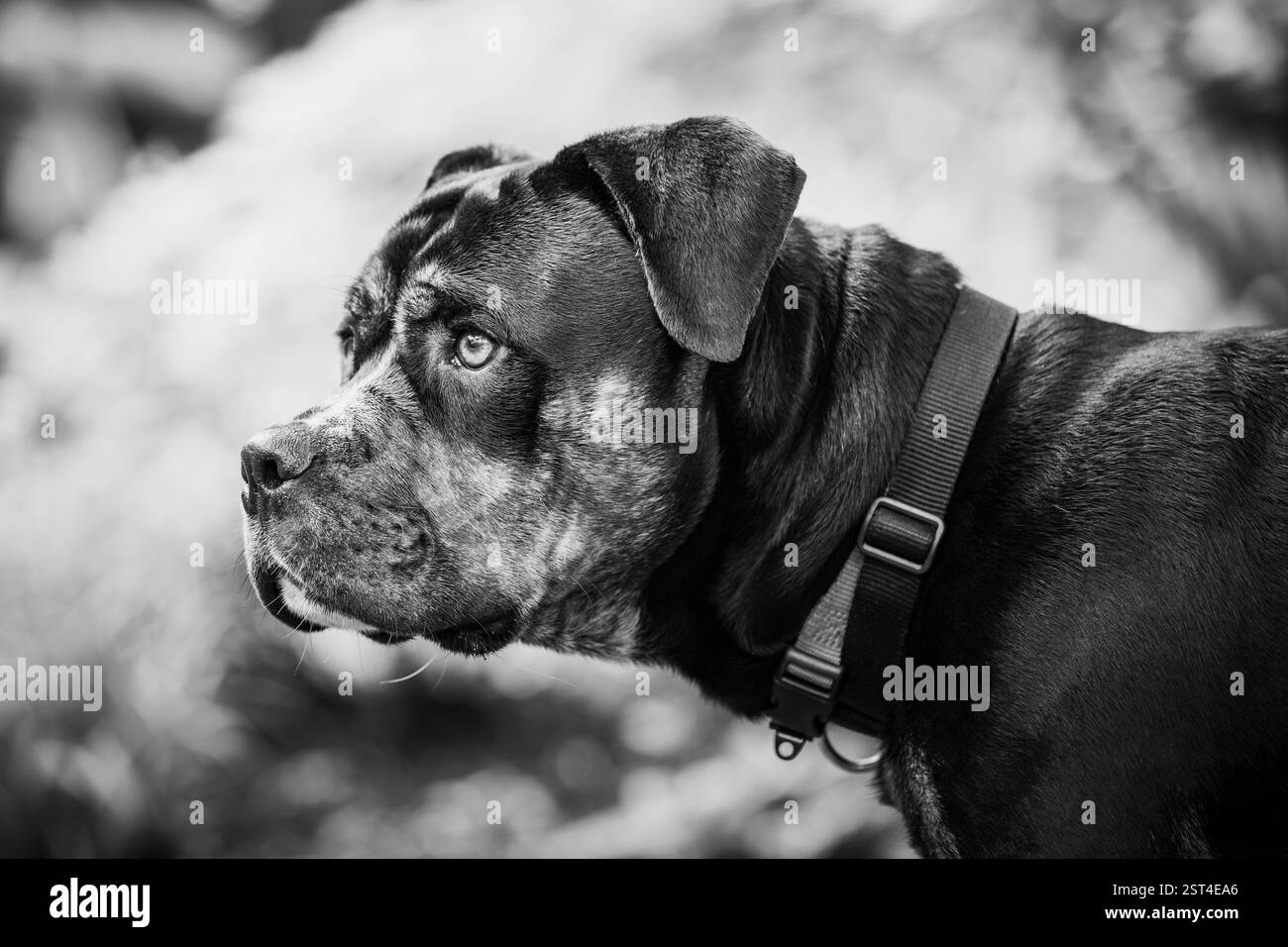 Rescue pit Black and White Stock Photos & Images - Alamy