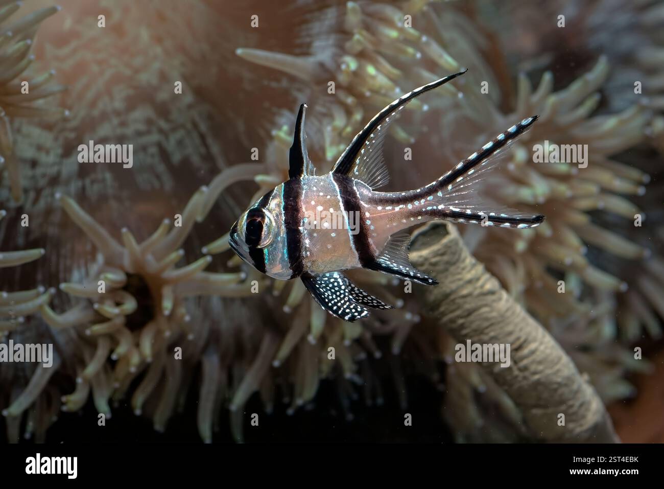 Beautiful banggai cardinal fish at coral reef Stock Photo - Alamy