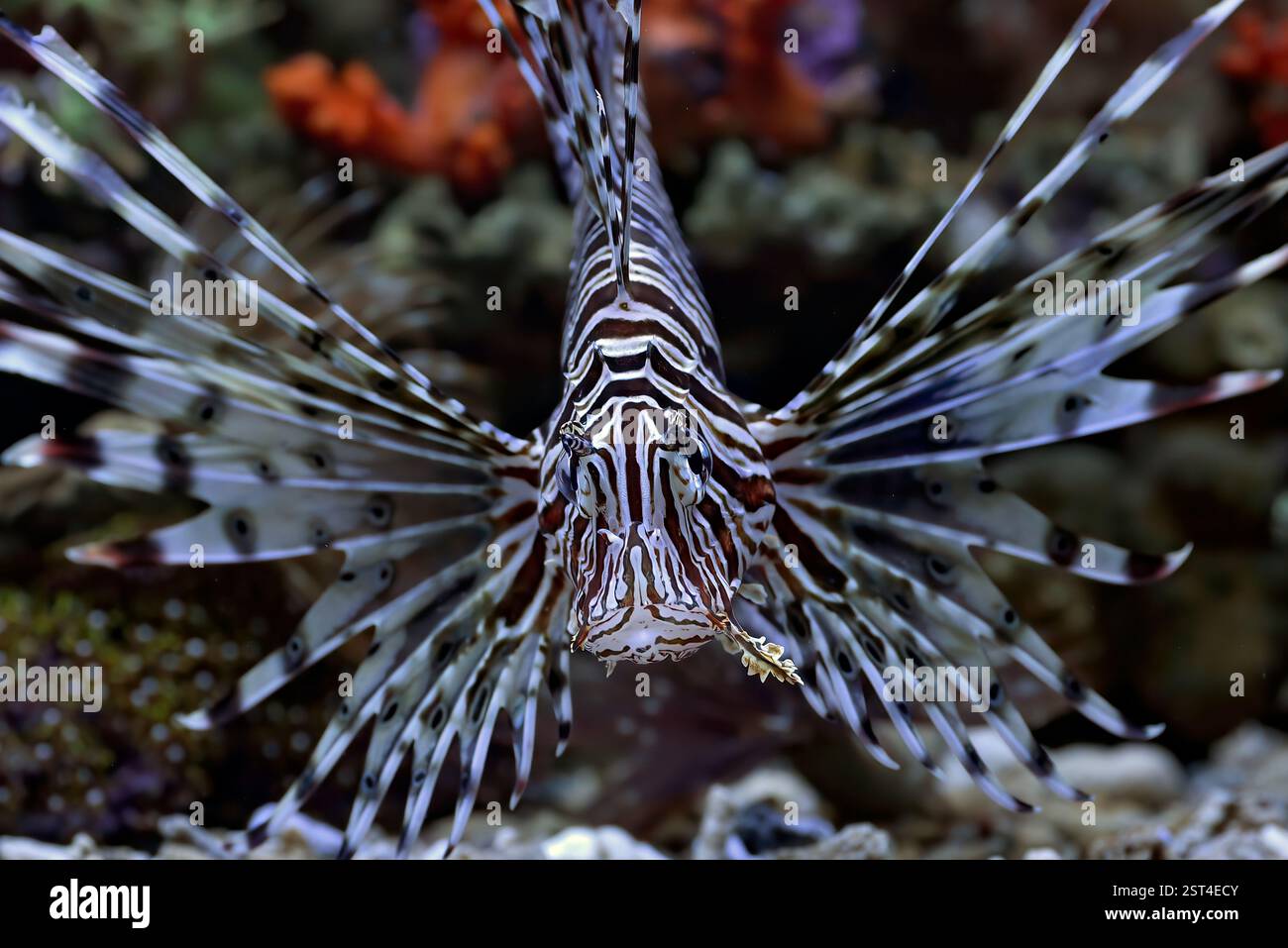 The lionfish shows off its sharp spines Stock Photo - Alamy