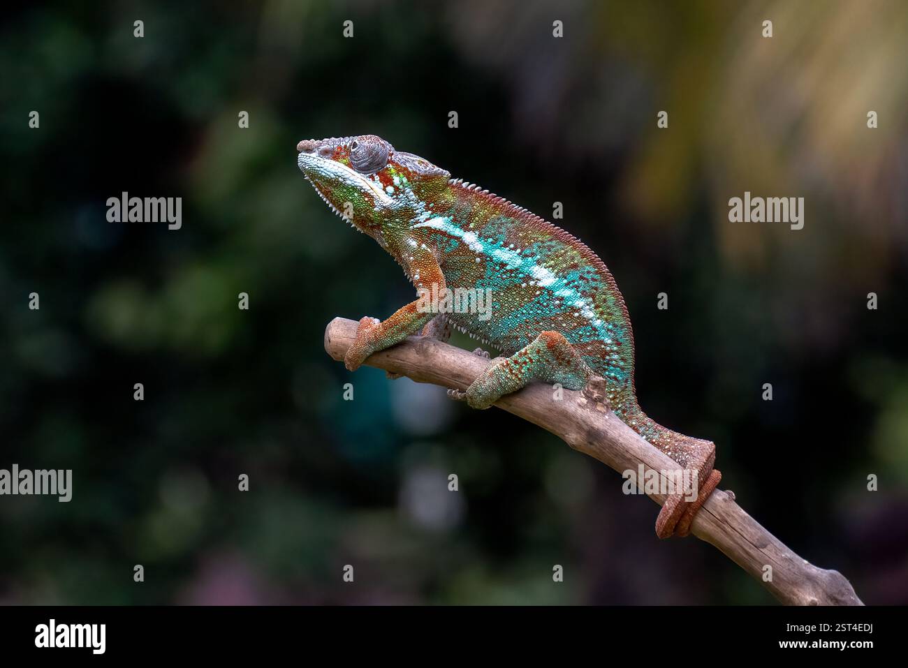 Chameleon catch hi-res stock photography and images - Alamy
