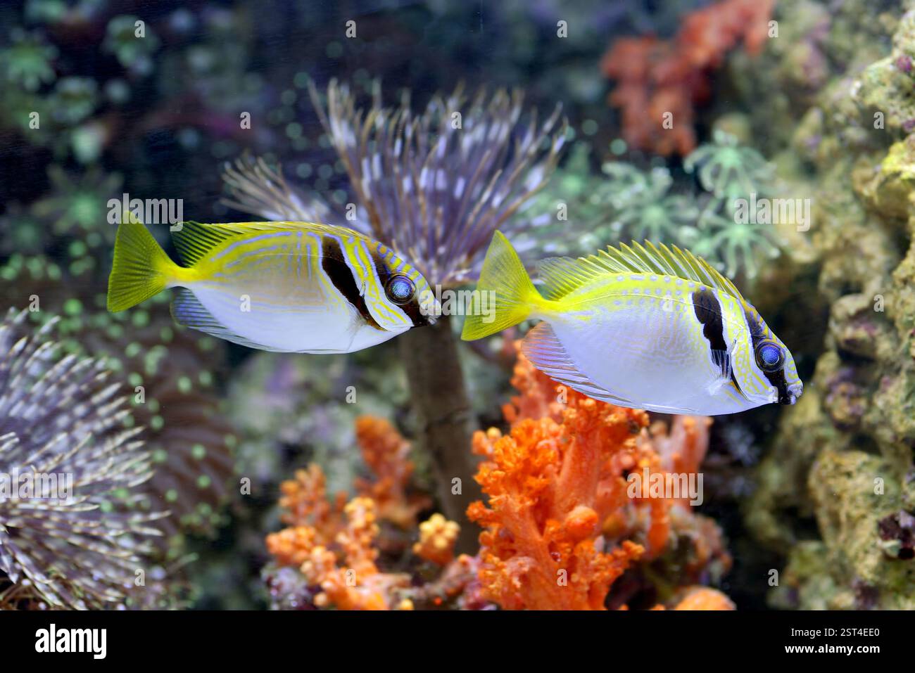 Small fishes swimming near coral Stock Photo - Alamy