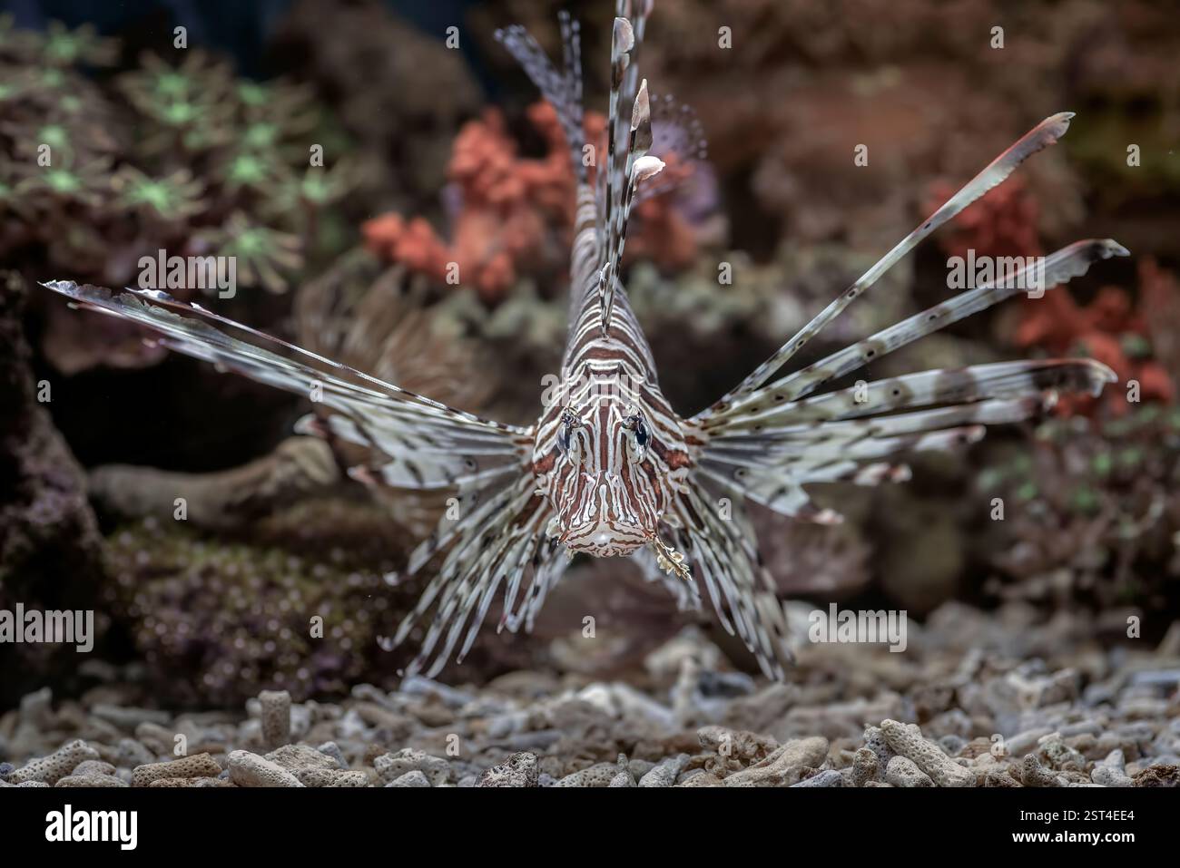 The lionfish shows off its sharp spines Stock Photo - Alamy