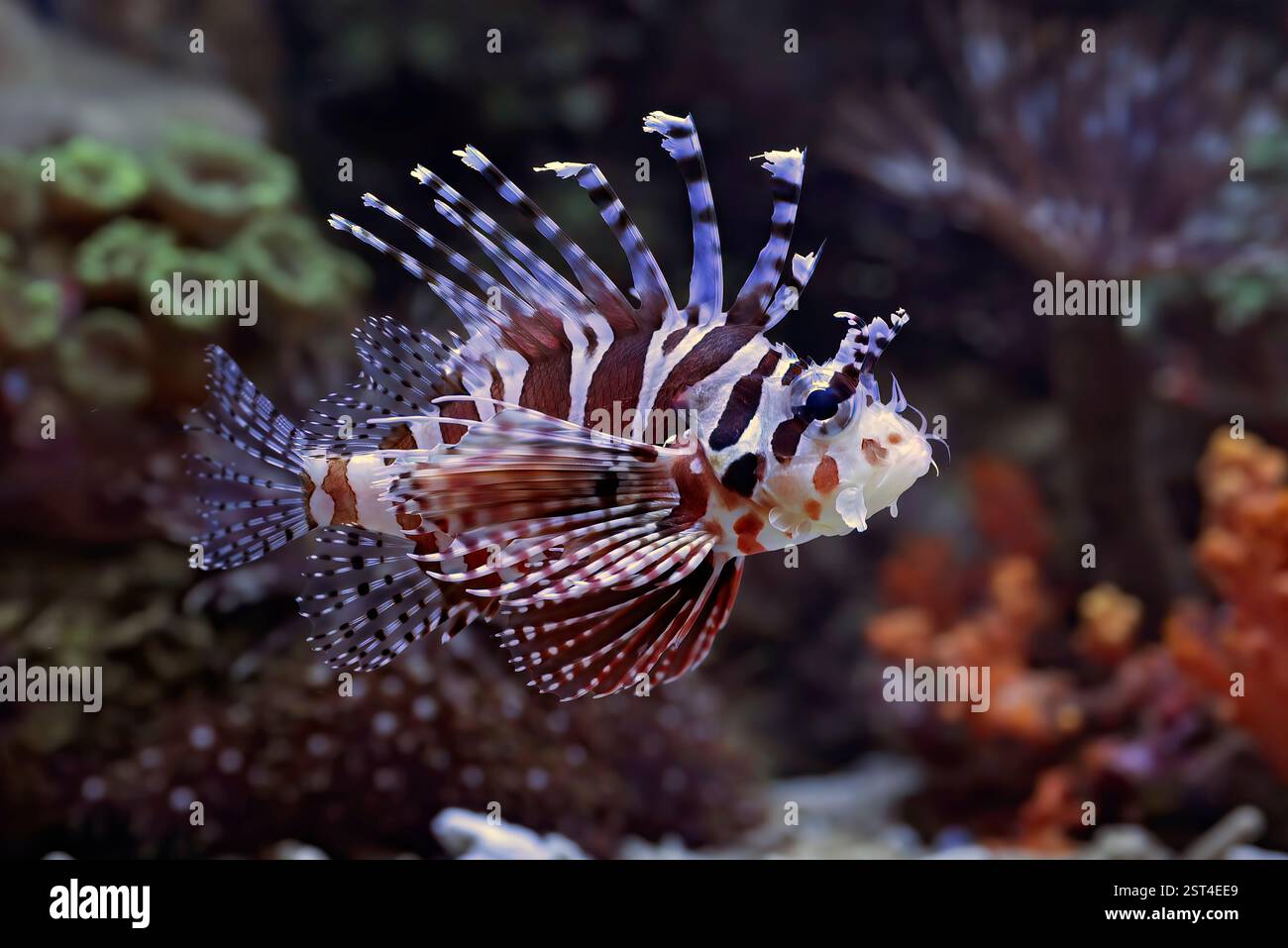 The lionfish shows off its sharp spines Stock Photo - Alamy