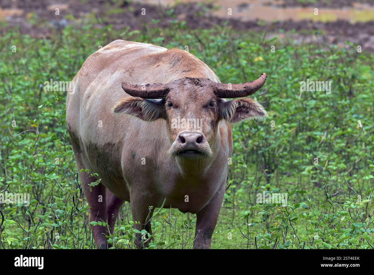 Water buffalo swimming in the river Stock Photo - Alamy