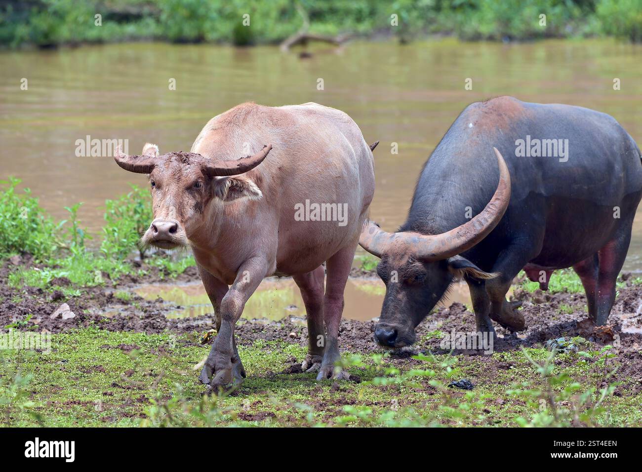 Water buffalo swimming in the river Stock Photo - Alamy