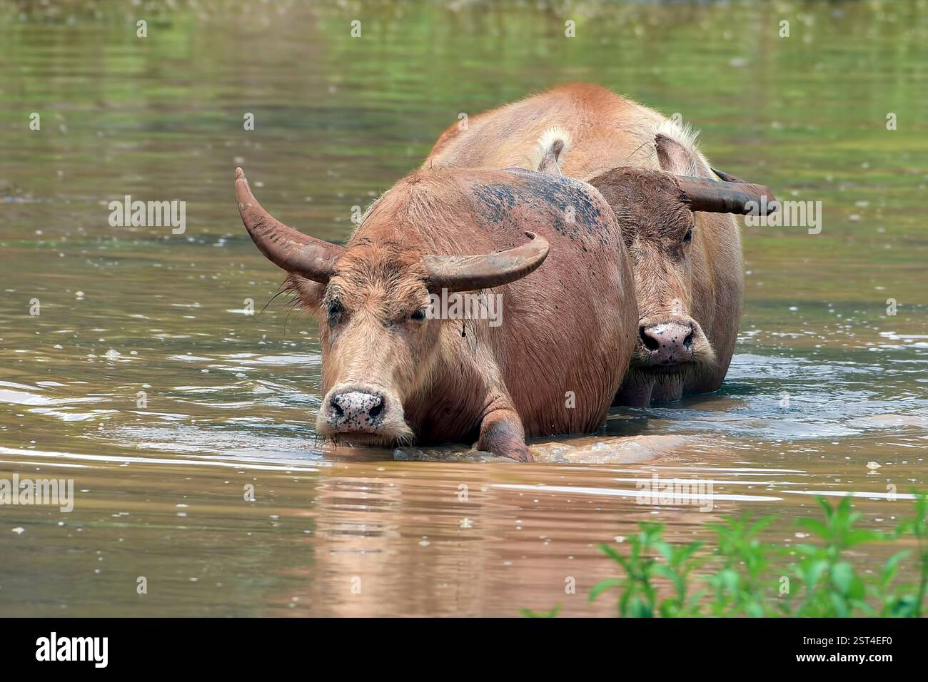 Water buffalo swimming in the river Stock Photo - Alamy