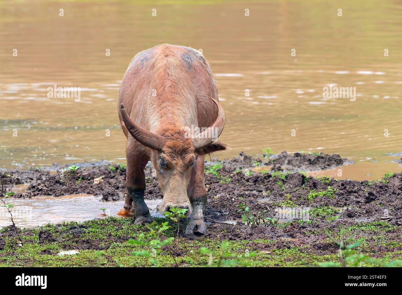 Water buffalo swimming in the river Stock Photo - Alamy
