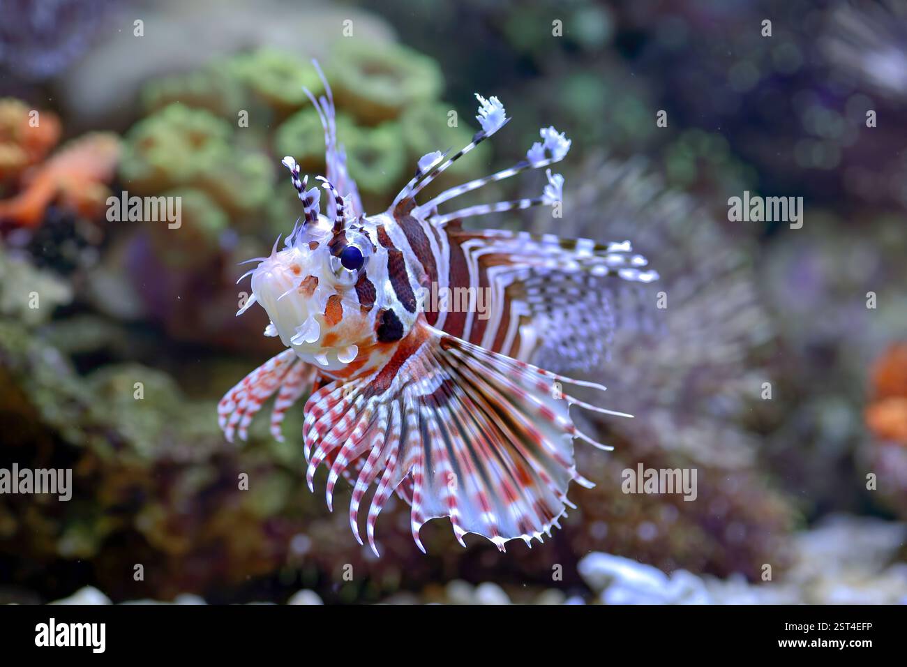 The lionfish shows off its sharp spines Stock Photo - Alamy