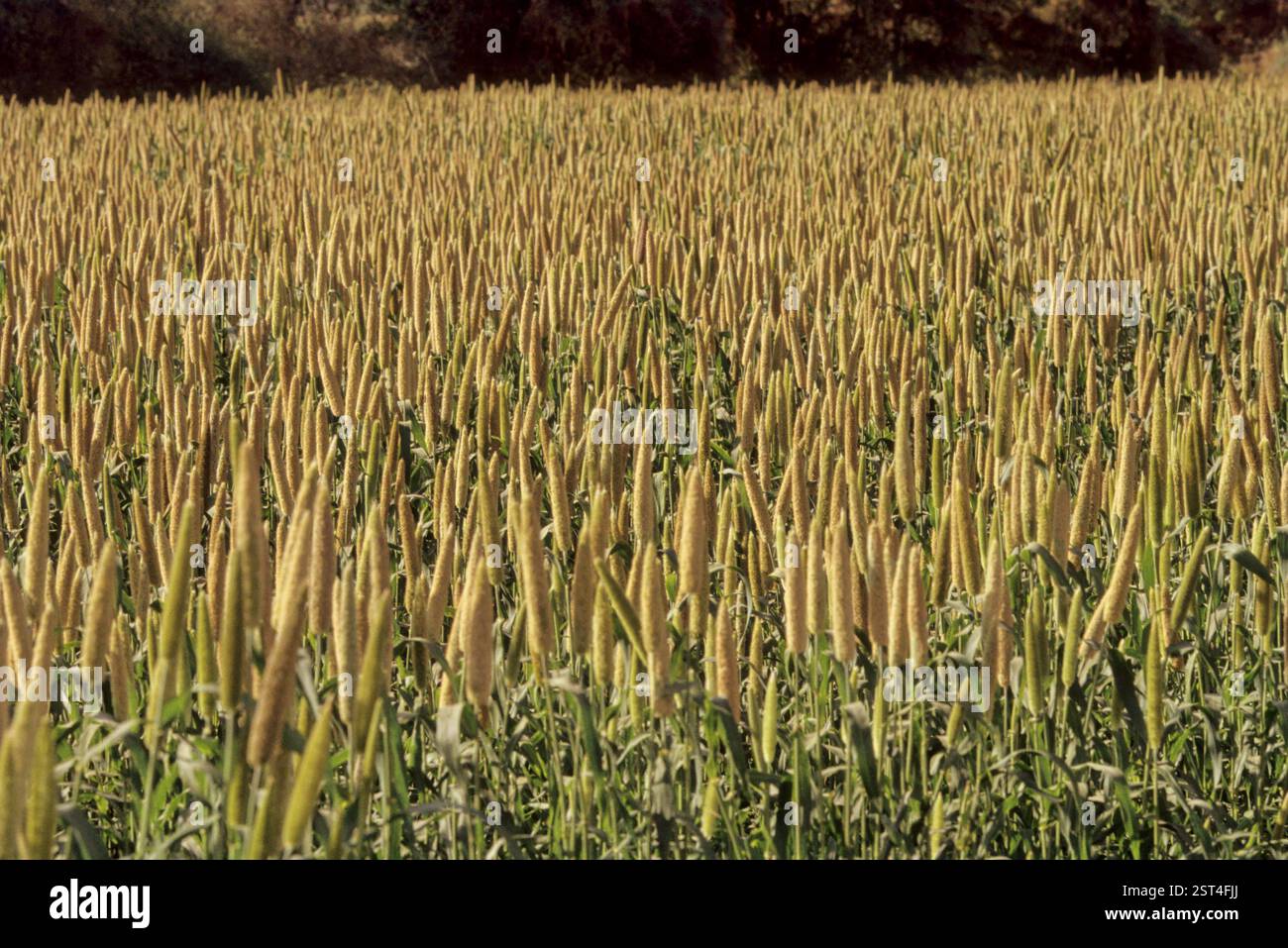 Bajra plant hi-res stock photography and images - Alamy