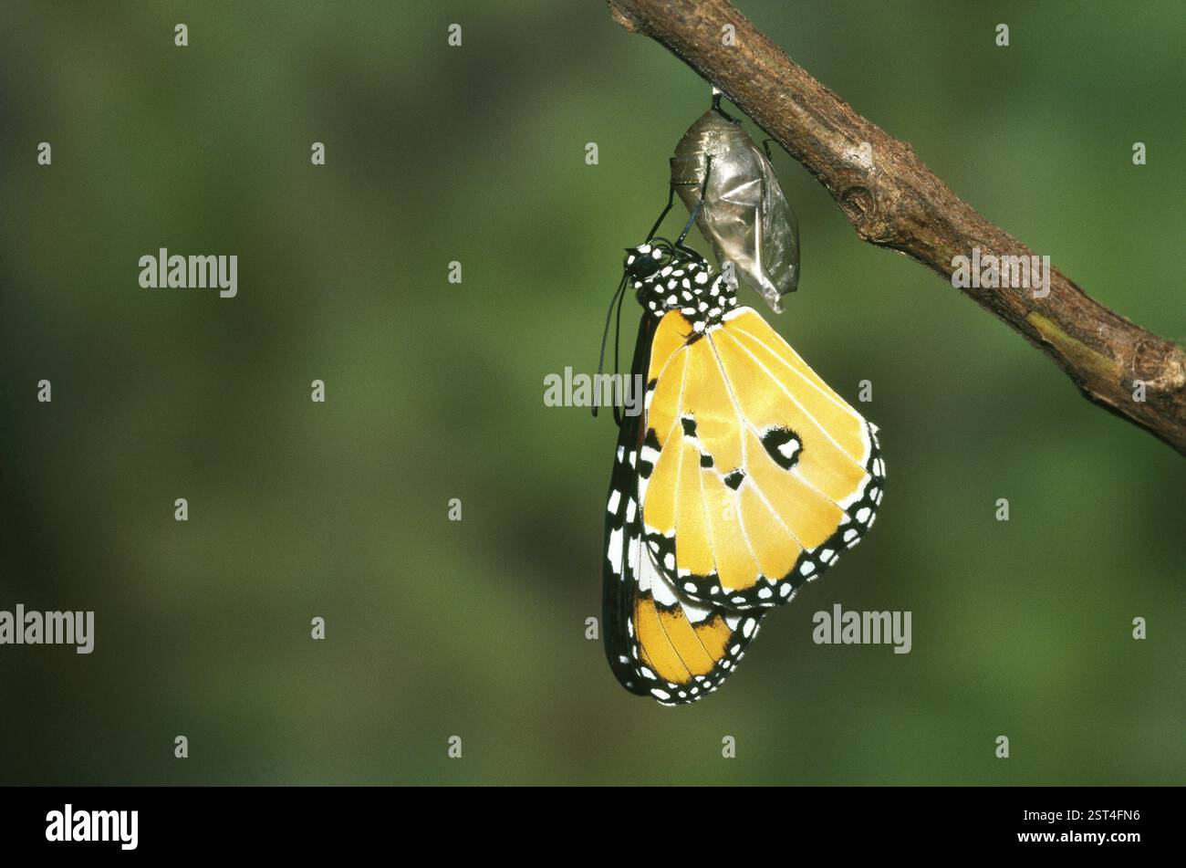 Insects, Butterfly, Emergence Plain Tiger Danaus Chrysippus-13 Stock ...