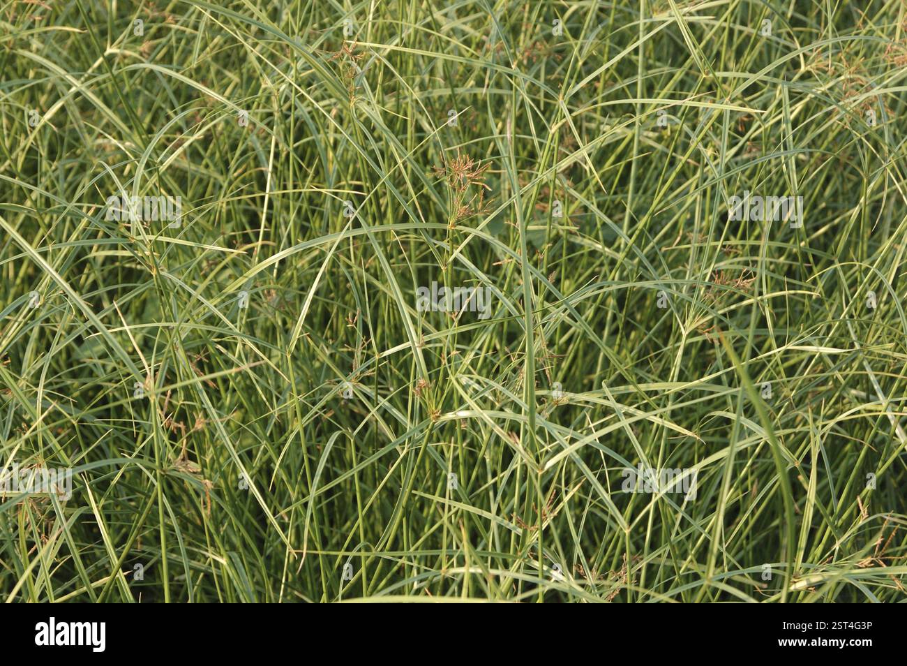 Nagarmotha Mustaka, Cyperus rotundus, Cyperaceae, Root used for making ...