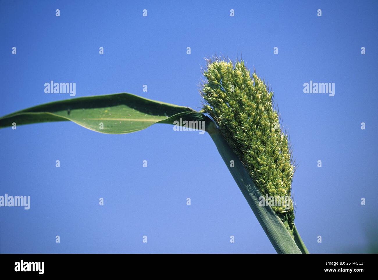 Close ups of cereal ear of jawhar crop, sholapur, maharashtra, india ...