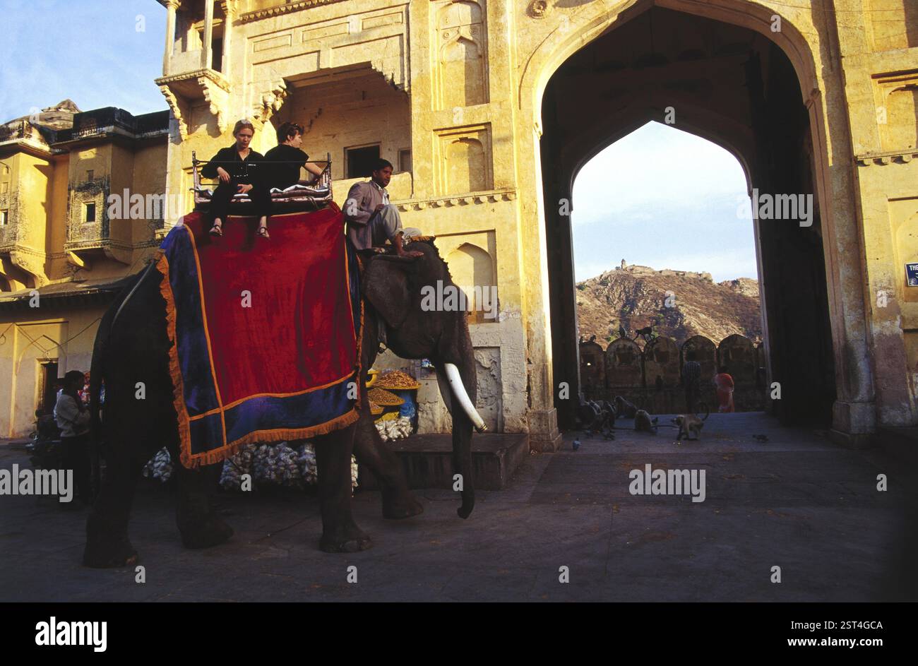 Elephant ride, amber fort, jaipur, rajasthan, india Stock Photo - Alamy