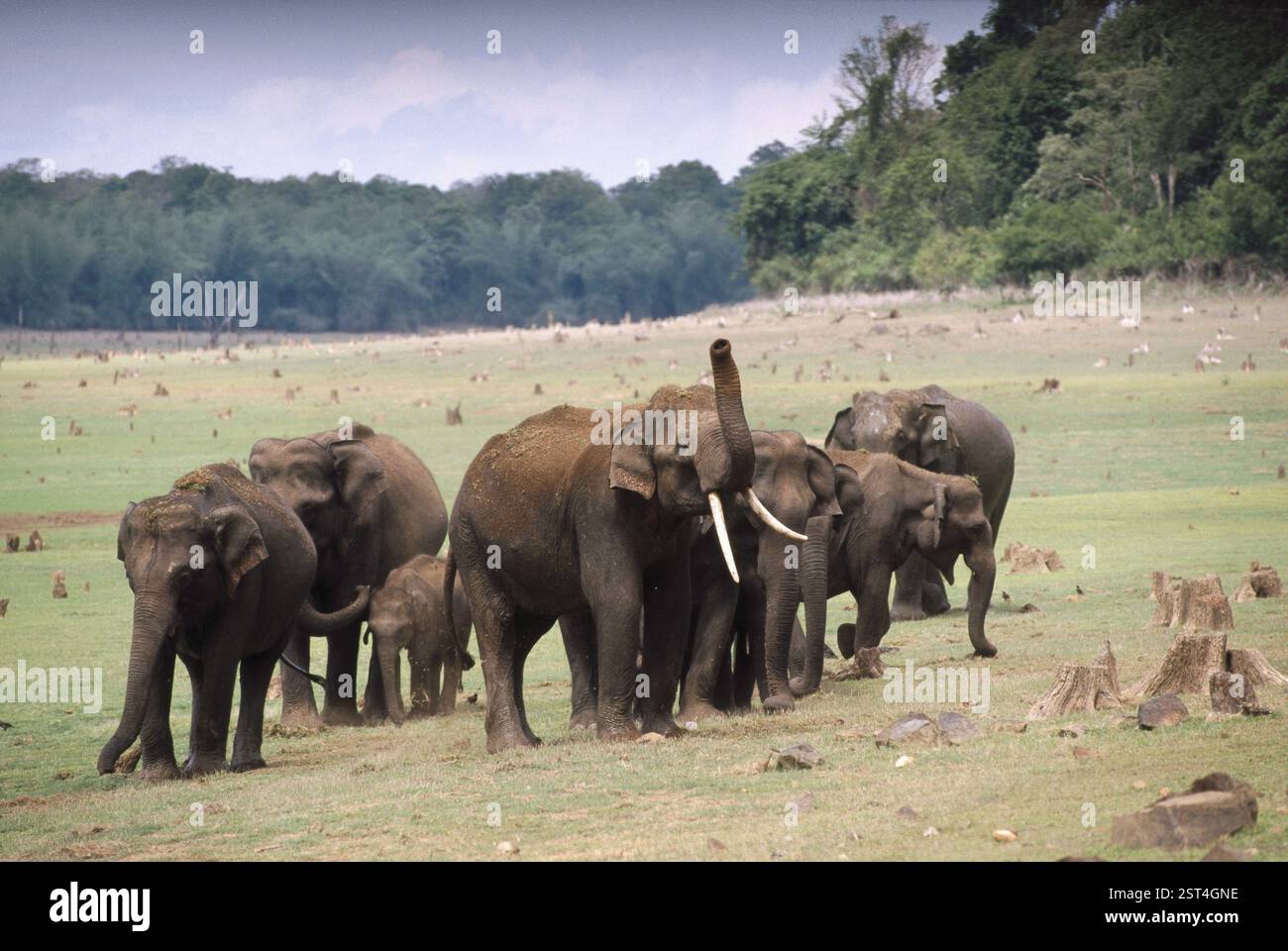 Wild Elephants (Elephas maximus) tusker, Kabini National Park ...