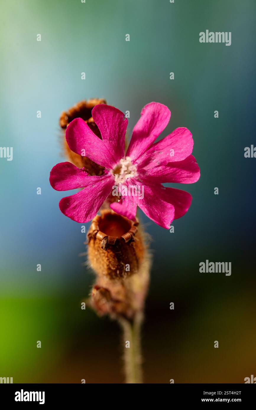 Natural very close up flowering plant portrait of Silene dioica ...