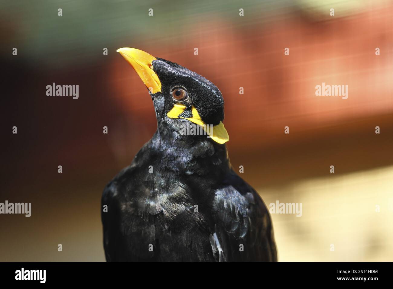 Beo (Gracula religiosa) bird (Gracula indica), occurring in the ...