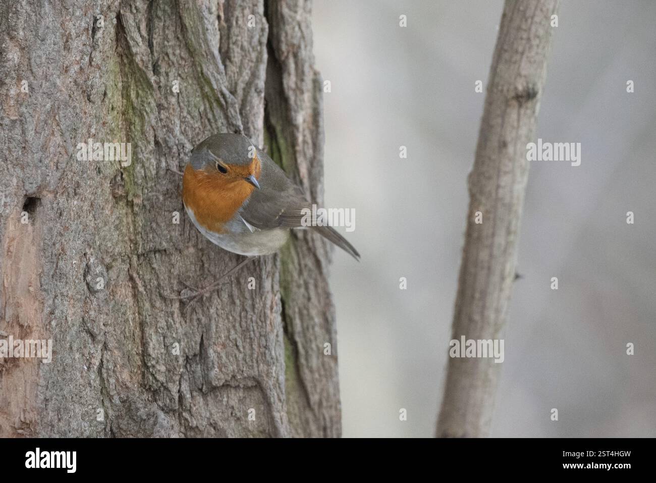 The robin sits quietly on a tree, captured in calm winter light ...