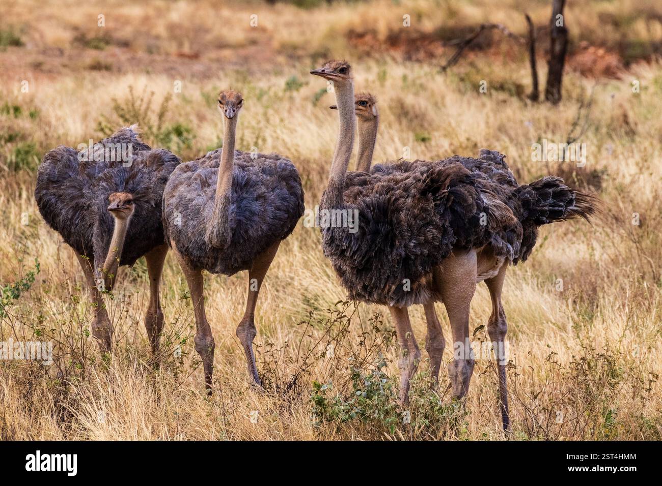 Telephoto of a group of a Somali Ostriches - Struthio molybdophanes- in ...