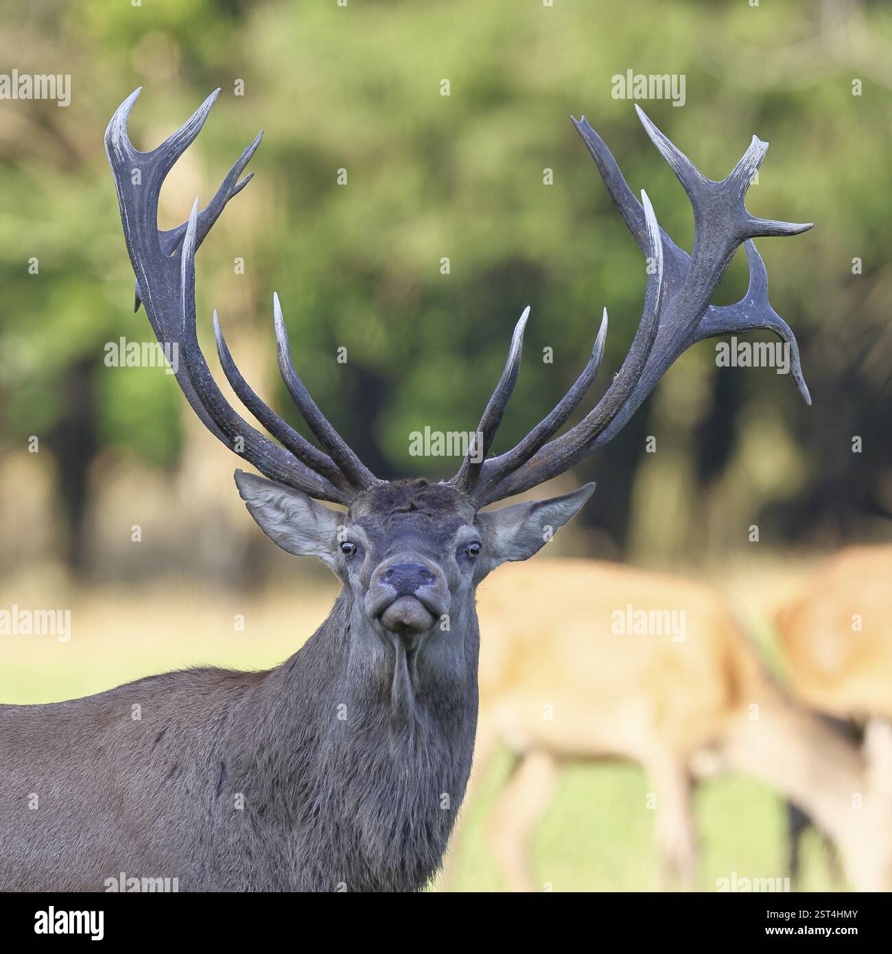 Red deer (Cervus elaphus), capital stag in a forest clearing, animal ...