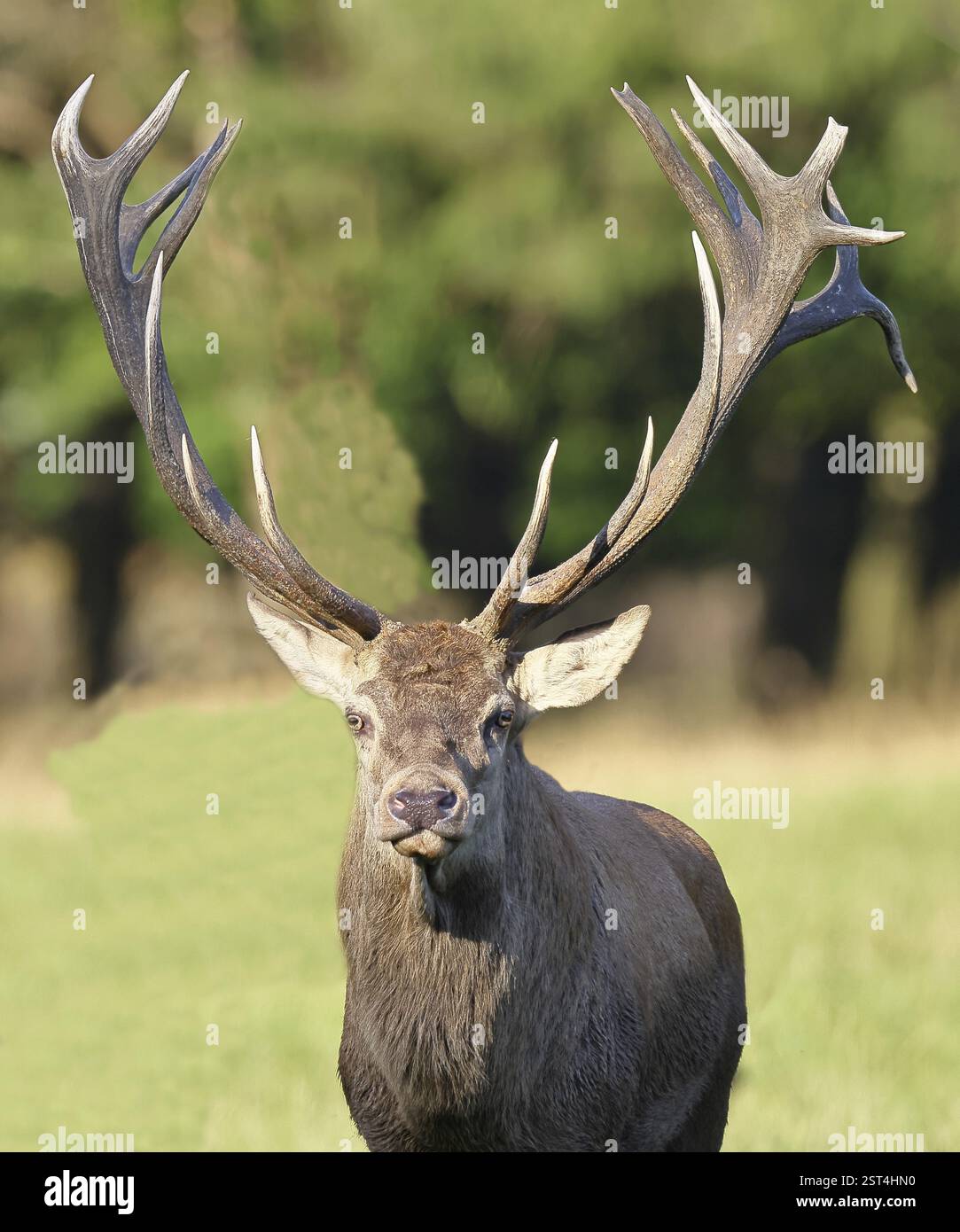 Red deer (Cervus elaphus), capital stag during the rut at the edge of ...