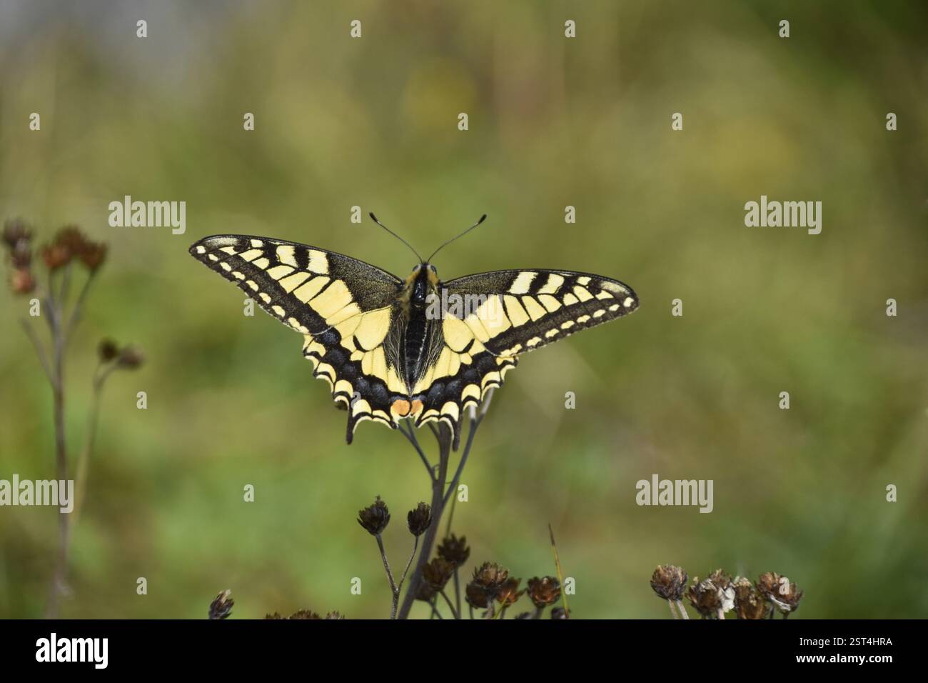 Swallowtail (Papilio machaon) seen in Berchtesgaden National Park ...