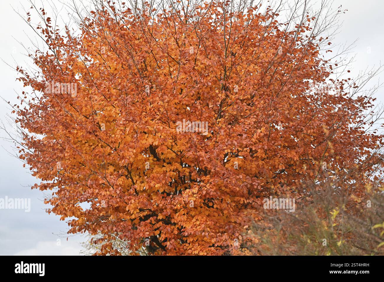 Quercus autumn fall hi-res stock photography and images - Alamy