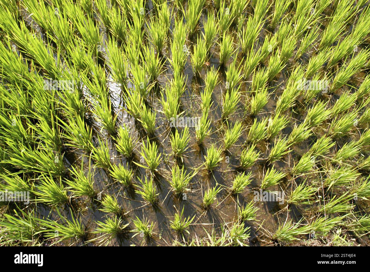 Aerial view rice plantations hi-res stock photography and images - Alamy