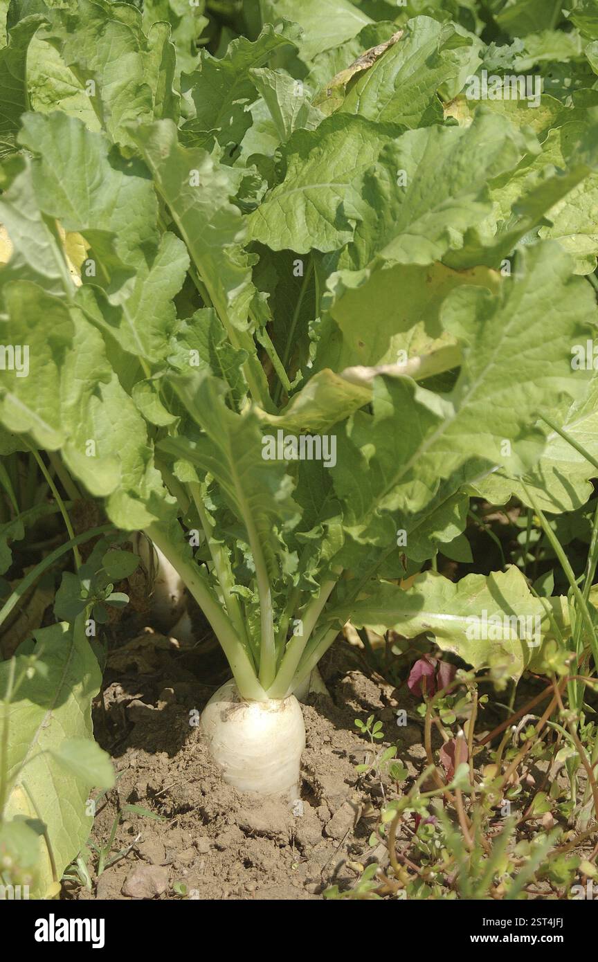 Indian white radish hi-res stock photography and images - Alamy