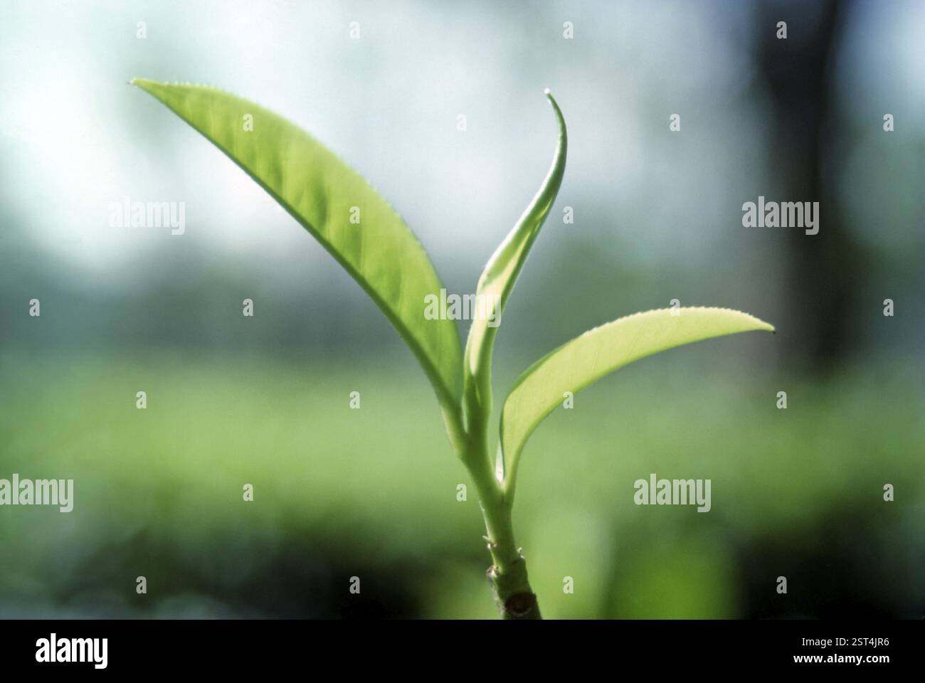 Tea garden, assam, india Stock Photo - Alamy