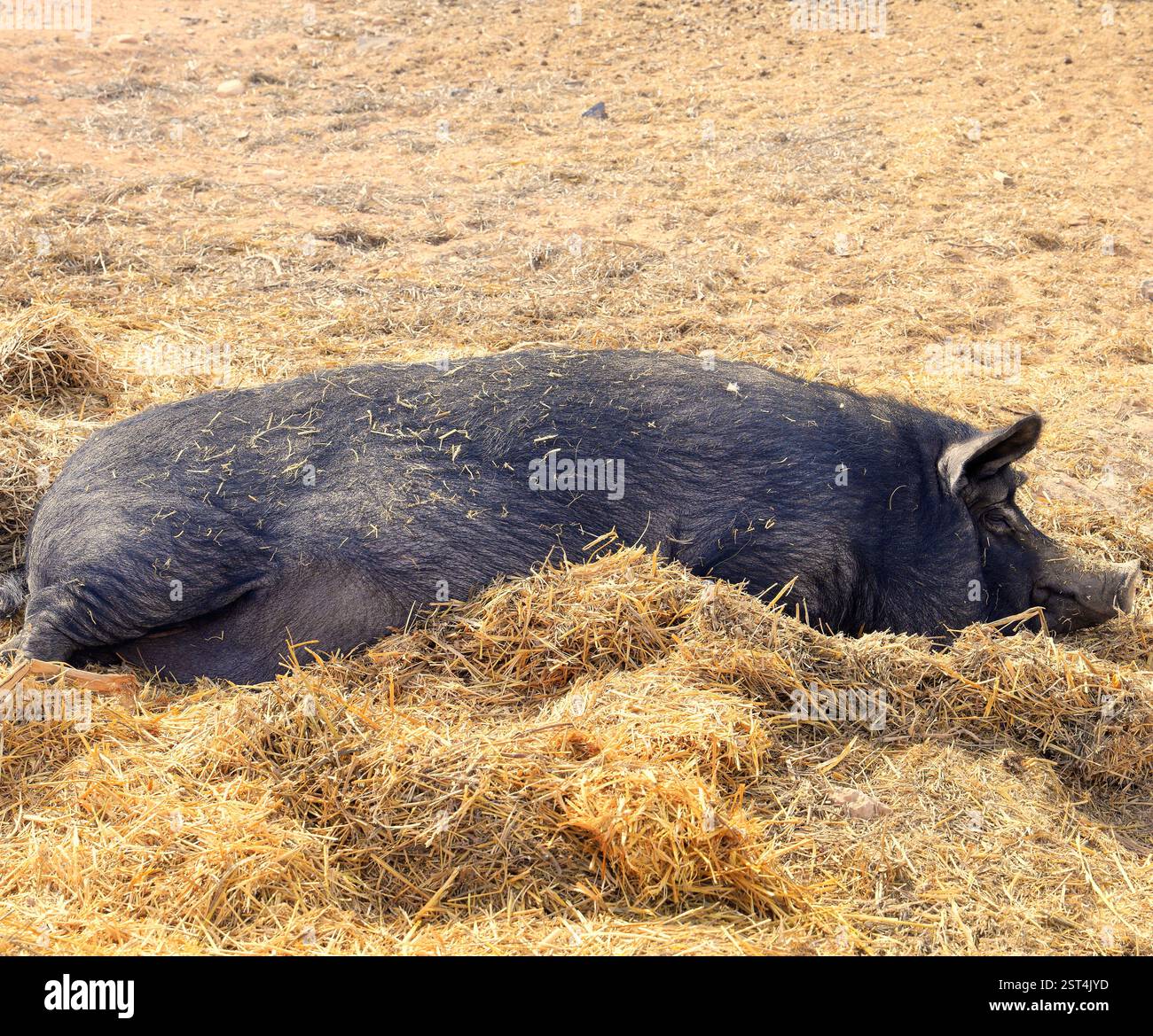Black Iberian pig relaxing in straw, Fuerteventura, Canary Islands ...