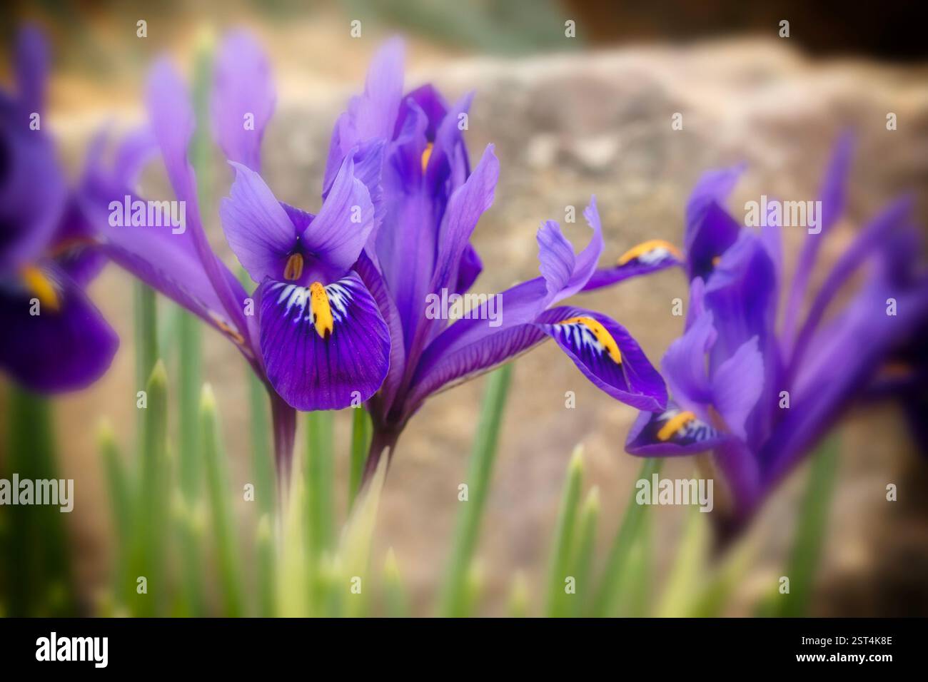 Natural close up flowering plant portrait of Iris Pixie, blooming in ...