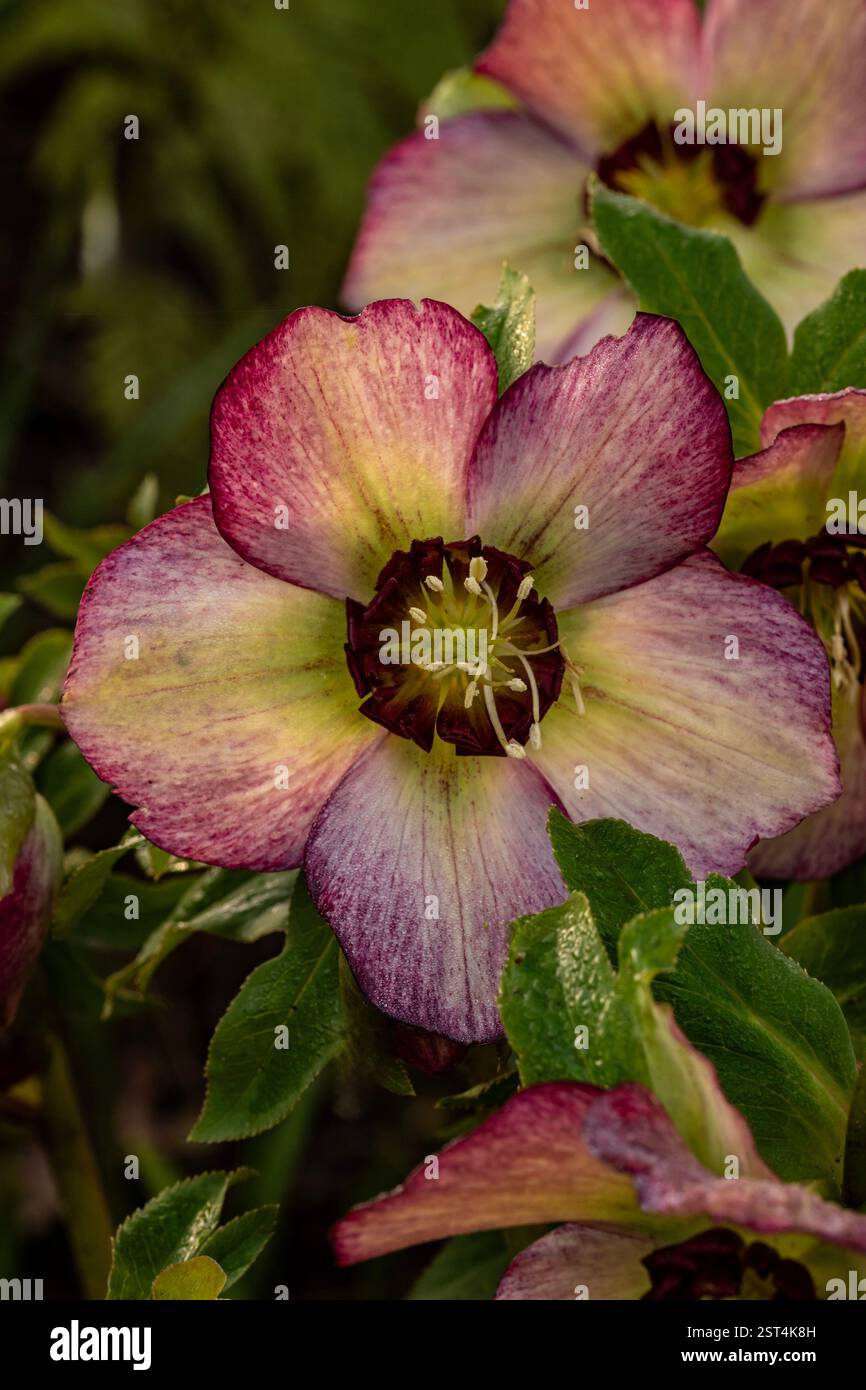 natural close up flowering plant portrait of a single bloom of ...