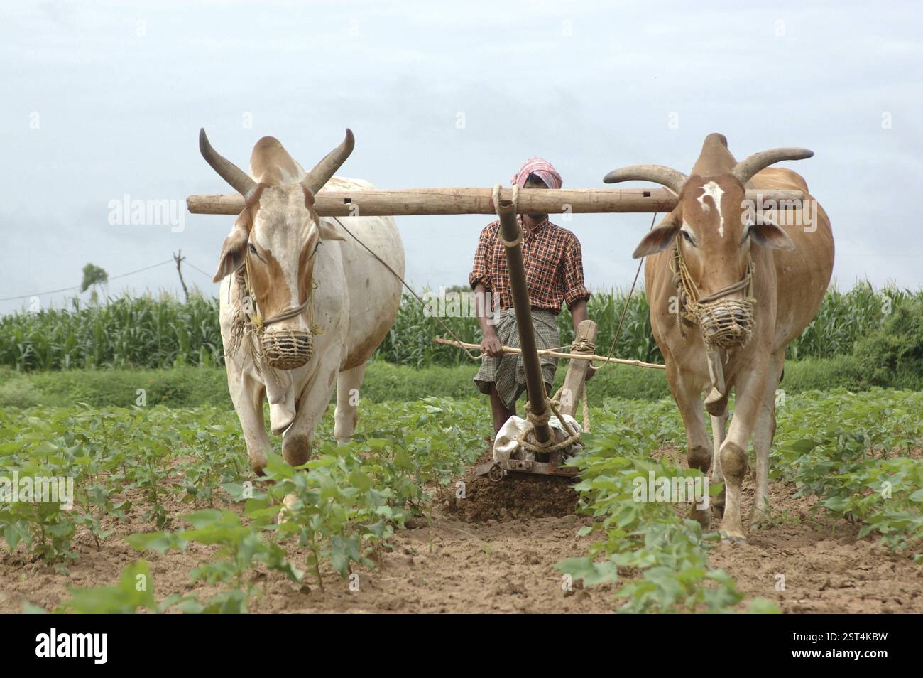 Tradional and conventional way of farming, Farmer loosening soil ...