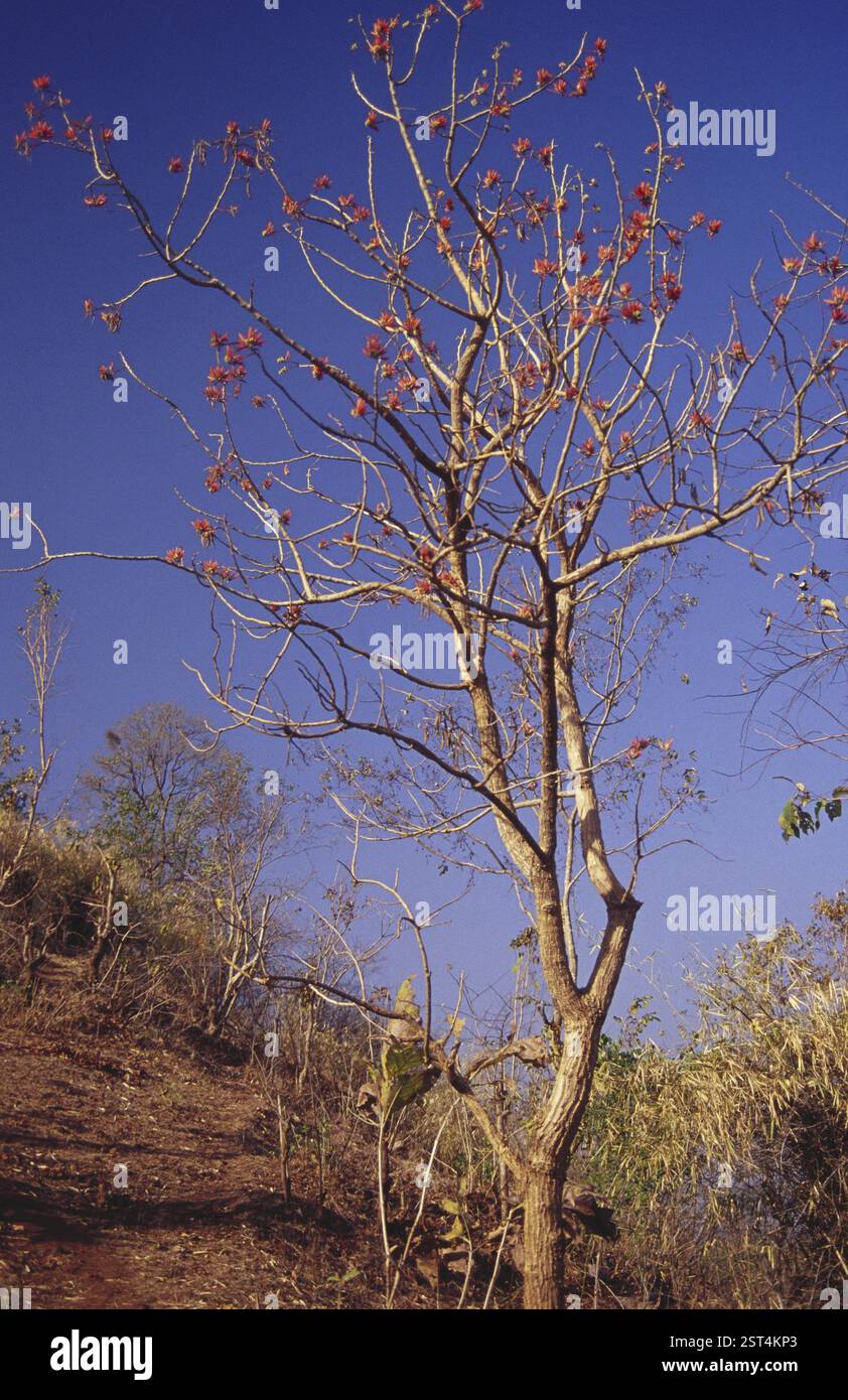 Tree Flame of the forest Butea Monosperma, Madhya Pradesh, India, Asia ...