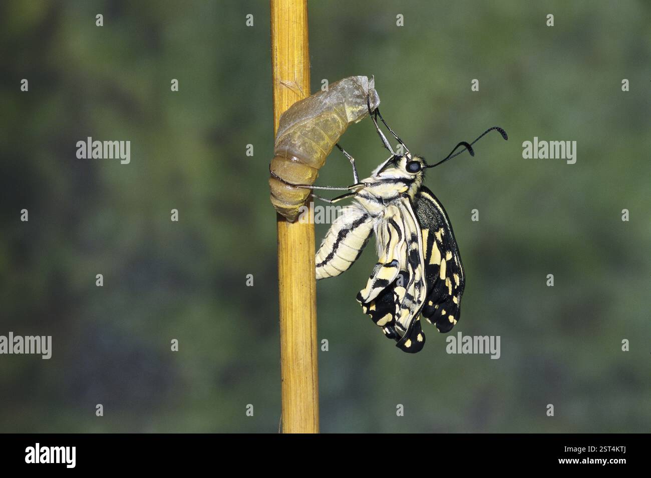 Butterfly emergence yellow swallowtail papilio machaon, India, Asia ...