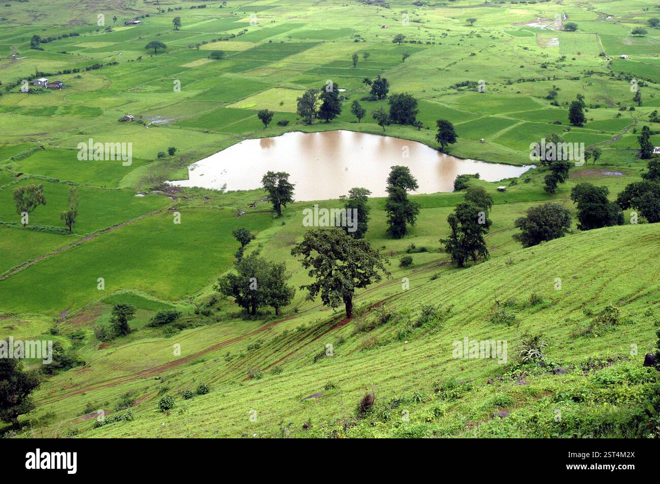 Greenery at Trimbakeshwar, near Nasik, Maharashtra, India, Asia Stock ...
