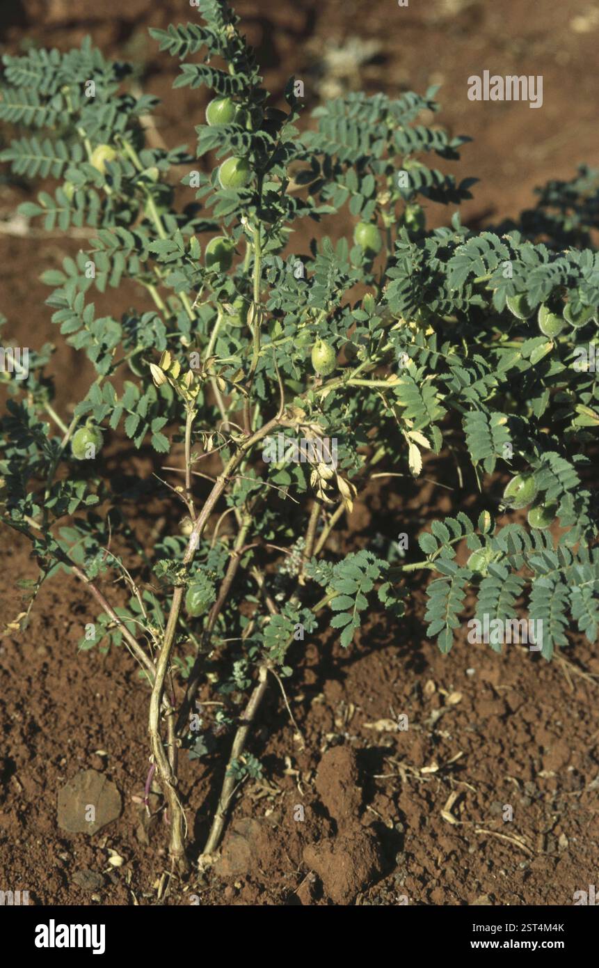 Vegetable, green gram, india Stock Photo - Alamy