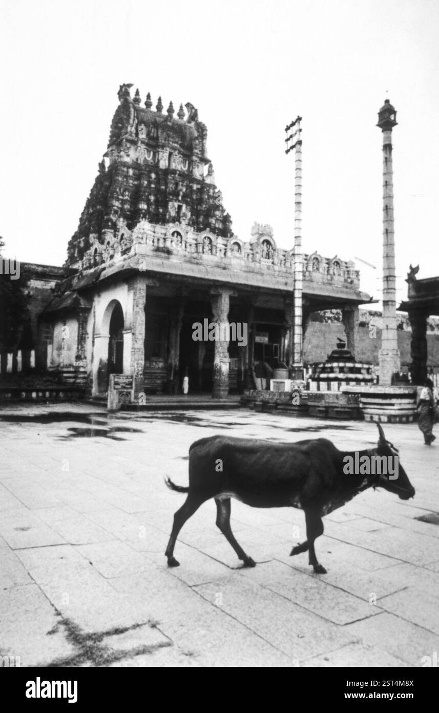 Cow outside the temple Black and White Stock Photos & Images - Alamy
