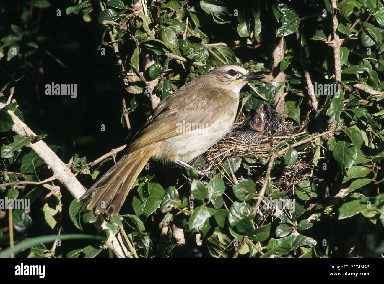 Birds, White Striated Bulbul Pycnonotus Striatus Stock Photo - Alamy