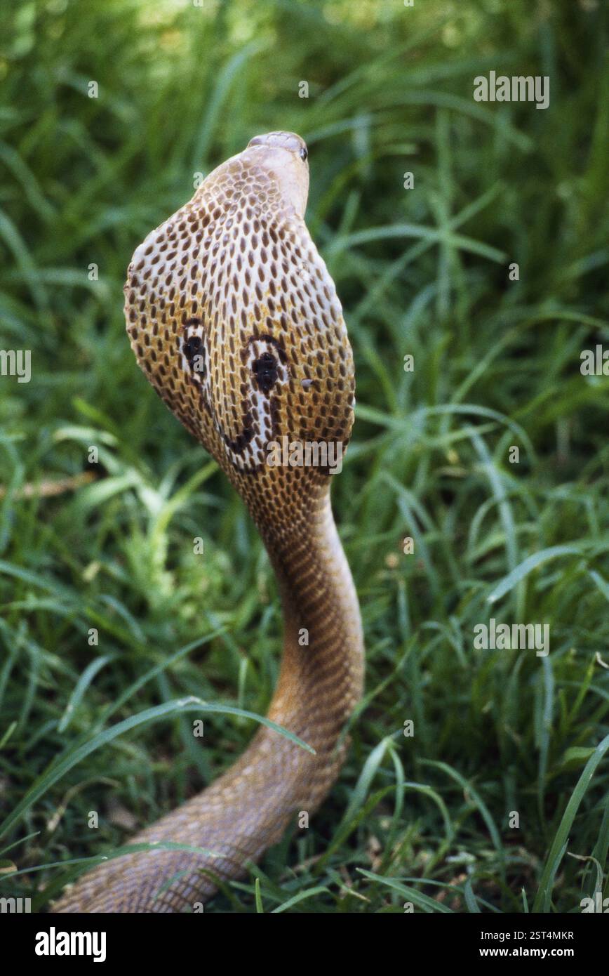 Indian cobra naja naja back hi-res stock photography and images - Alamy