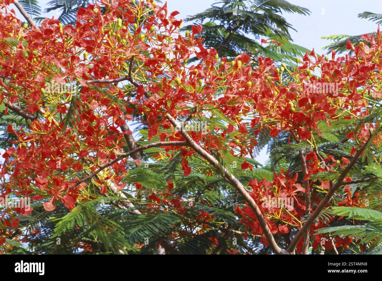 Flowering tree Gulmohar (Delon Regia), Trivandrum, Kerala, India, Asia ...
