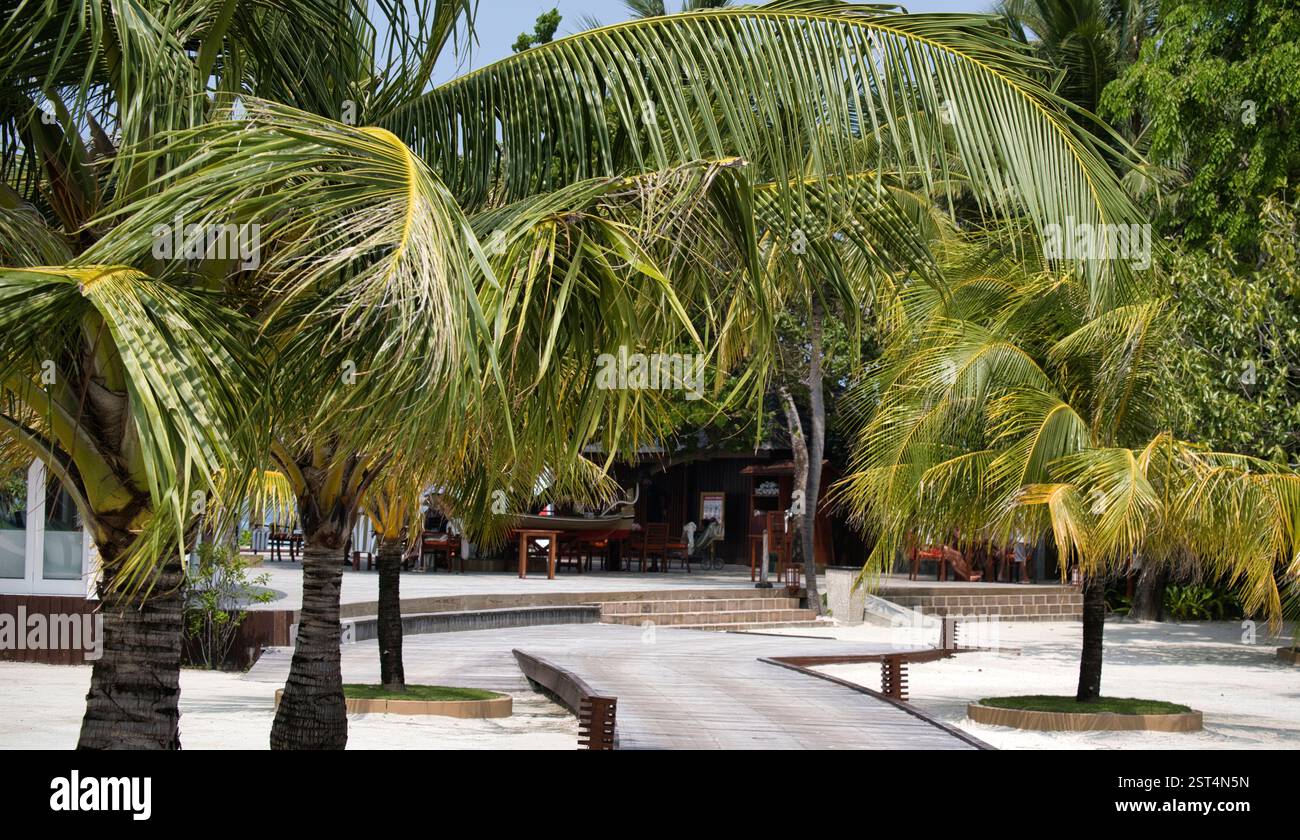Palm trees pathway in a resort at The Maldives Stock Photo - Alamy