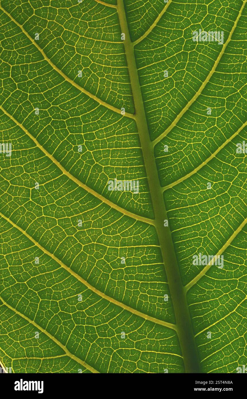 Individual leaf patterns hi-res stock photography and images - Alamy
