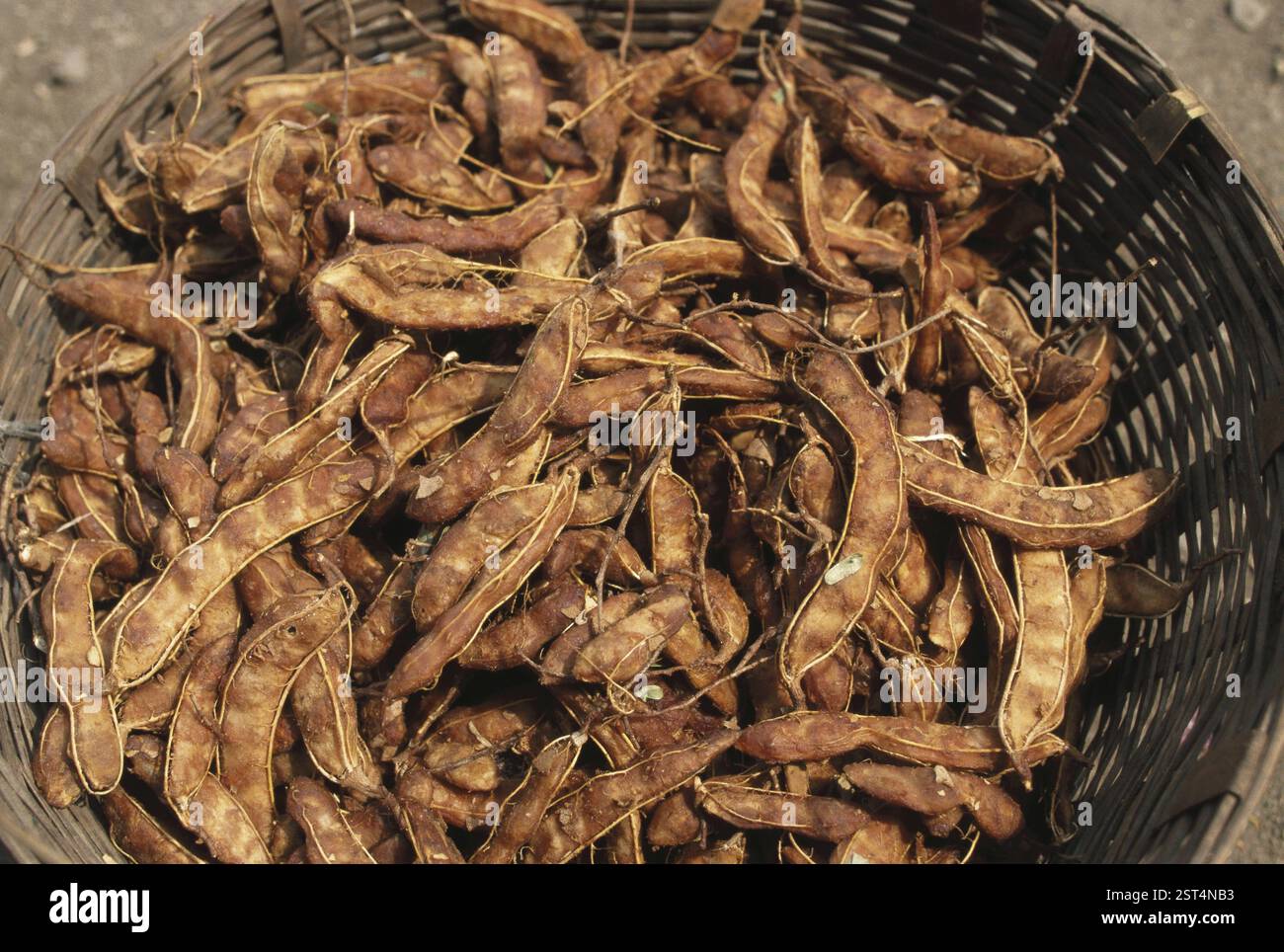 Turmeric farming hi-res stock photography and images - Alamy