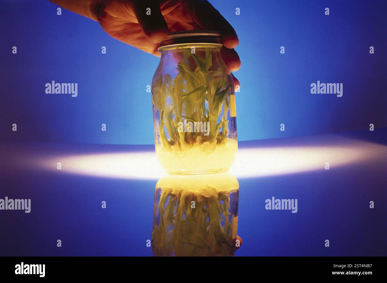 Bio-tech experiment, india Stock Photo - Alamy