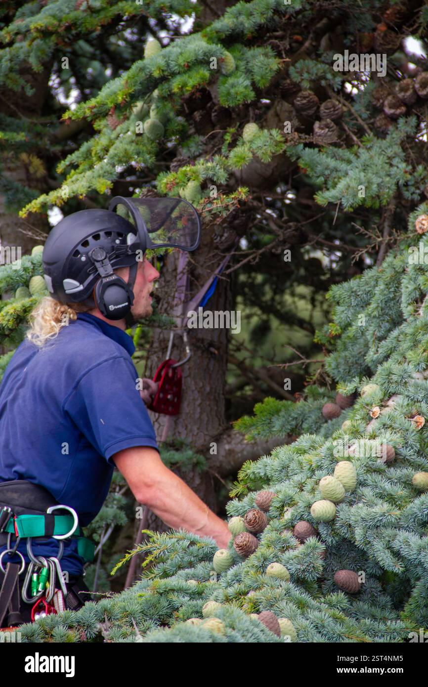 Tree surgeon up in the trees Stock Photo - Alamy